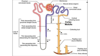 3. physiology of renal tubules(1).ppt