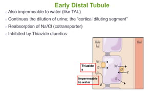 3. physiology of renal tubules(1).ppt