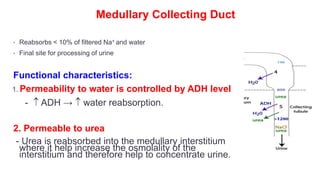 3. physiology of renal tubules(1).ppt