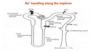 3. physiology of renal tubules(1).ppt