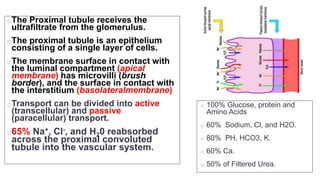 3. physiology of renal tubules(1).ppt