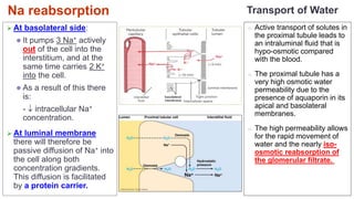 3. physiology of renal tubules(1).ppt