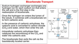 3. physiology of renal tubules(1).ppt