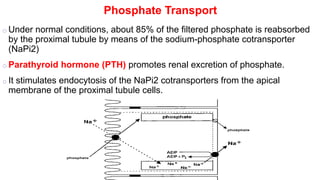 3. physiology of renal tubules(1).ppt