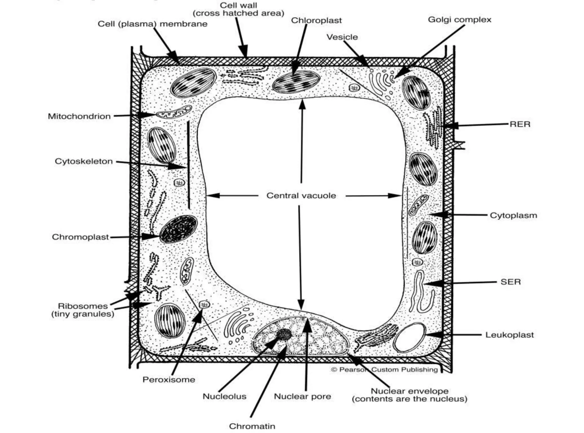 3. Cell Organells ppt 1.ppt