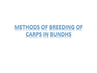 3.1. Breeding of carps in bundhs.ppt