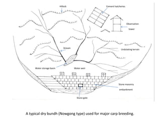 3.1. Breeding of carps in bundhs.ppt