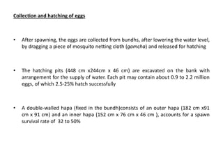 3.1. Breeding of carps in bundhs.ppt