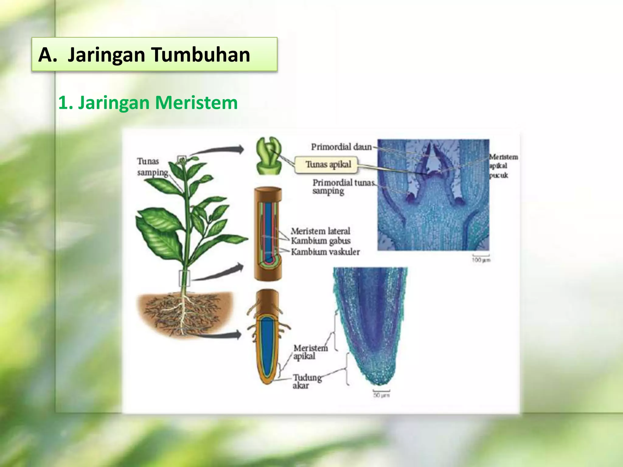 3.4 Struktur&Fungsi Tumbuhan.pptx