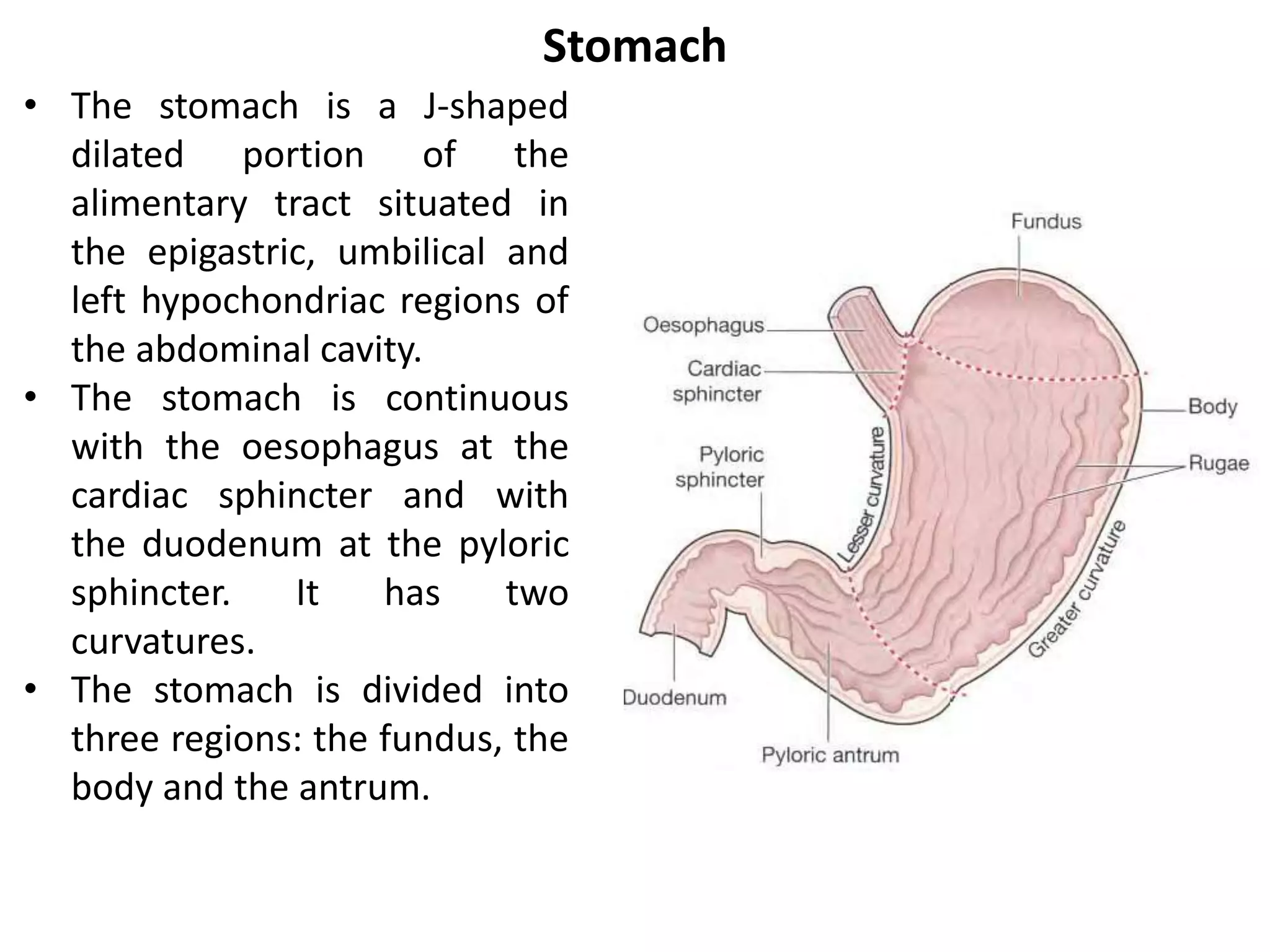 4. Digestive system.pptx