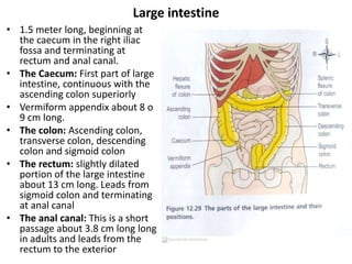 4. Digestive system.pptx