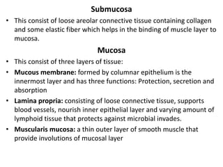 4. Digestive system.pptx