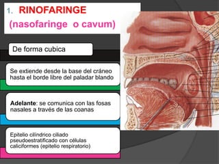 3.Anat,Fsl. Faringe JOV.pdf