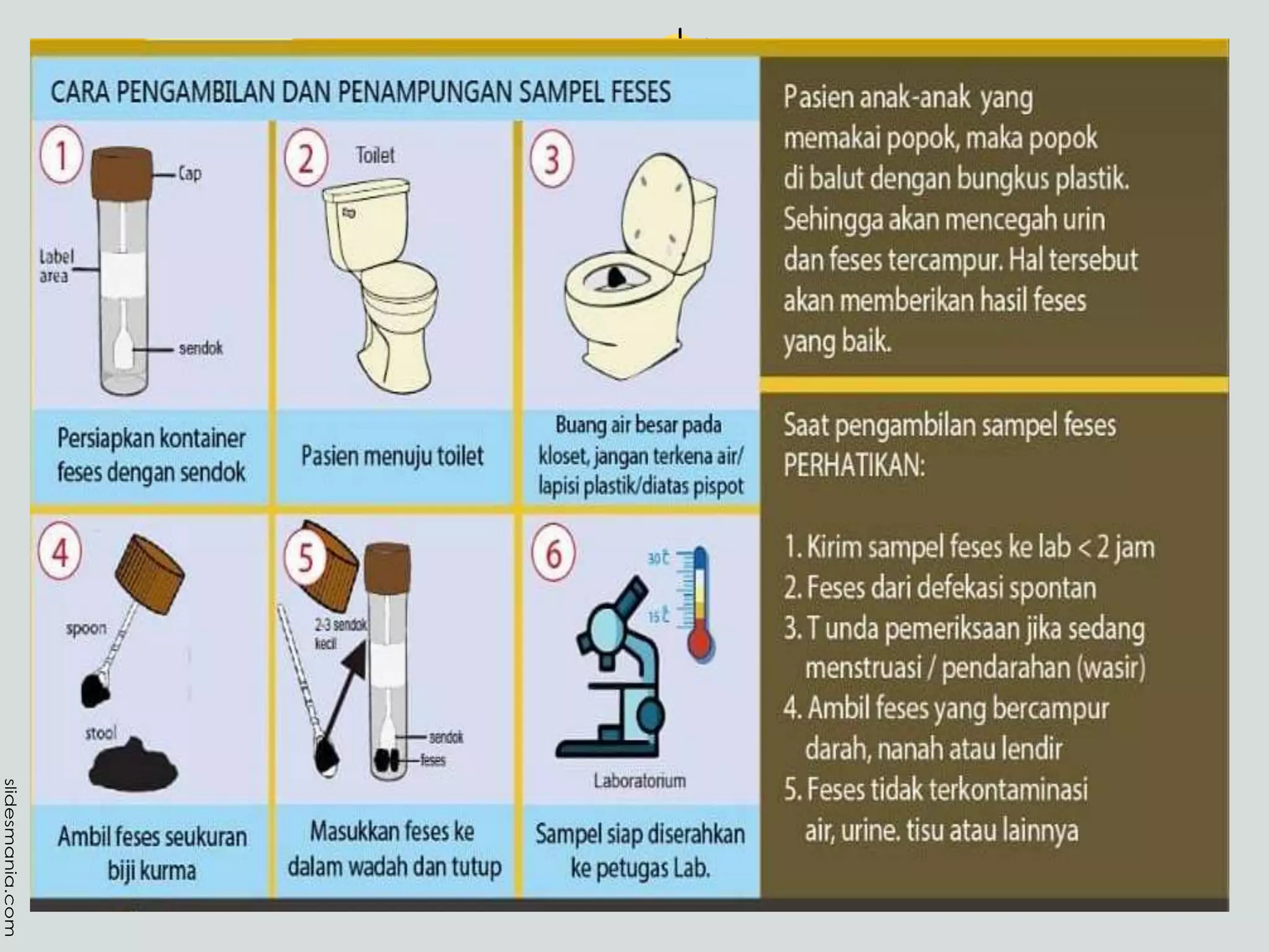 3.feses.pptx