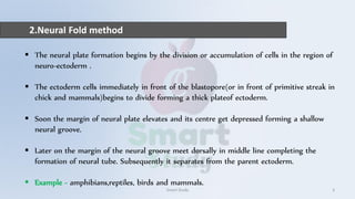 Neurulation ecto endo annd meso.pdf