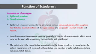 Neurulation ecto endo annd meso.pdf