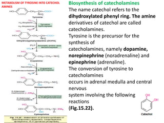 3.Metaboilsm of aminoacids.pptx