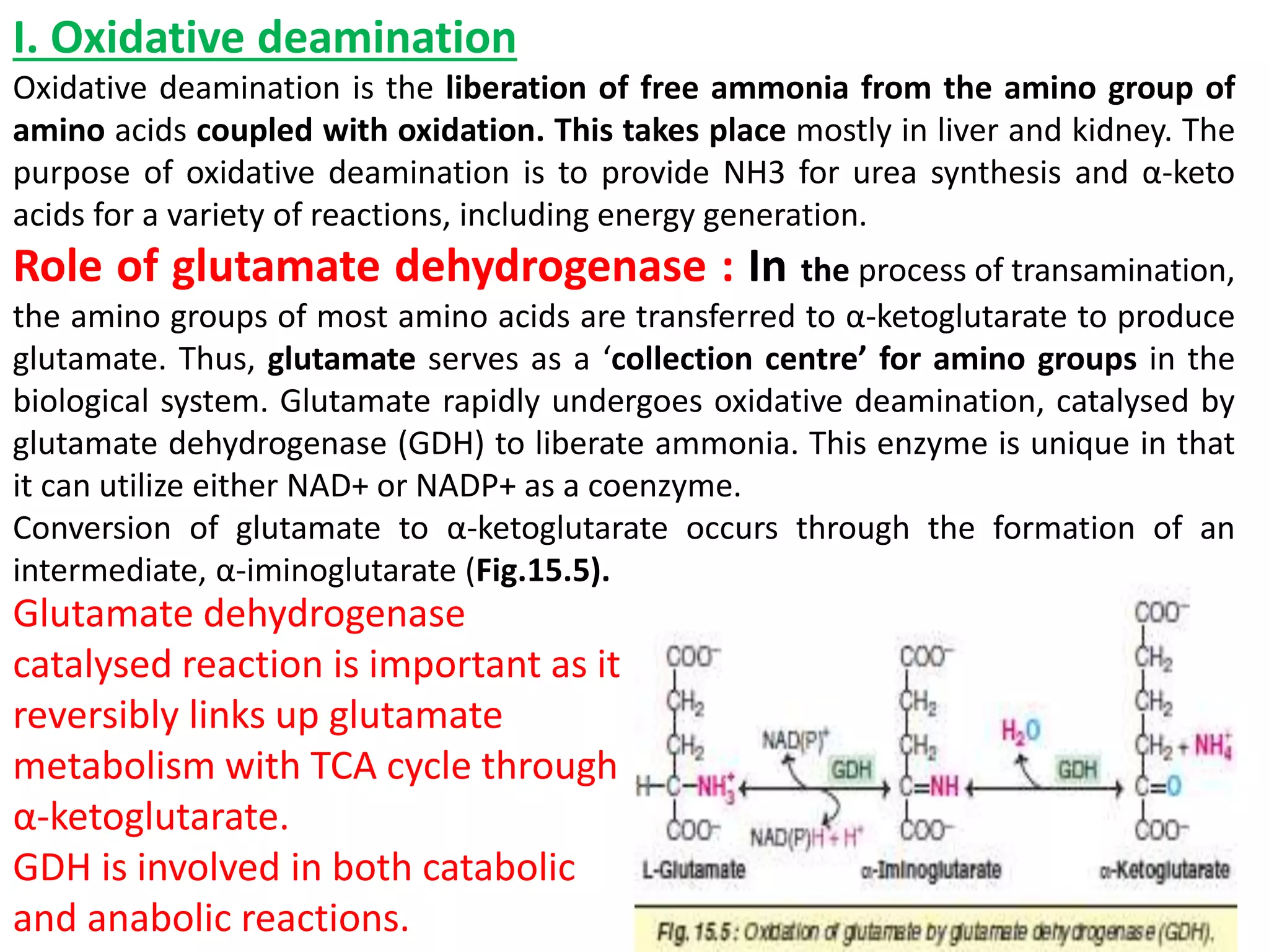 3.TRANSAMINATION.pptx