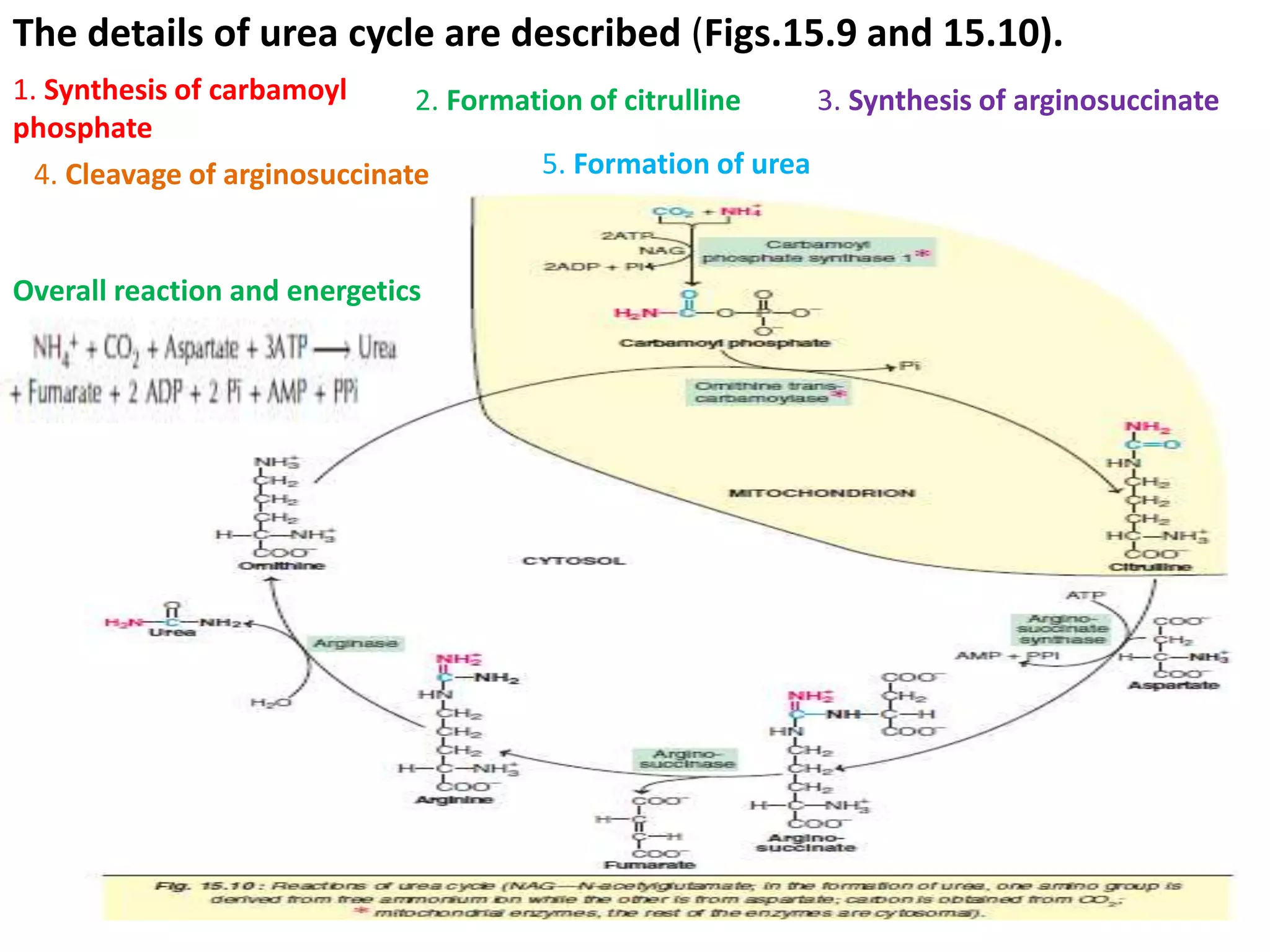 3.TRANSAMINATION.pptx