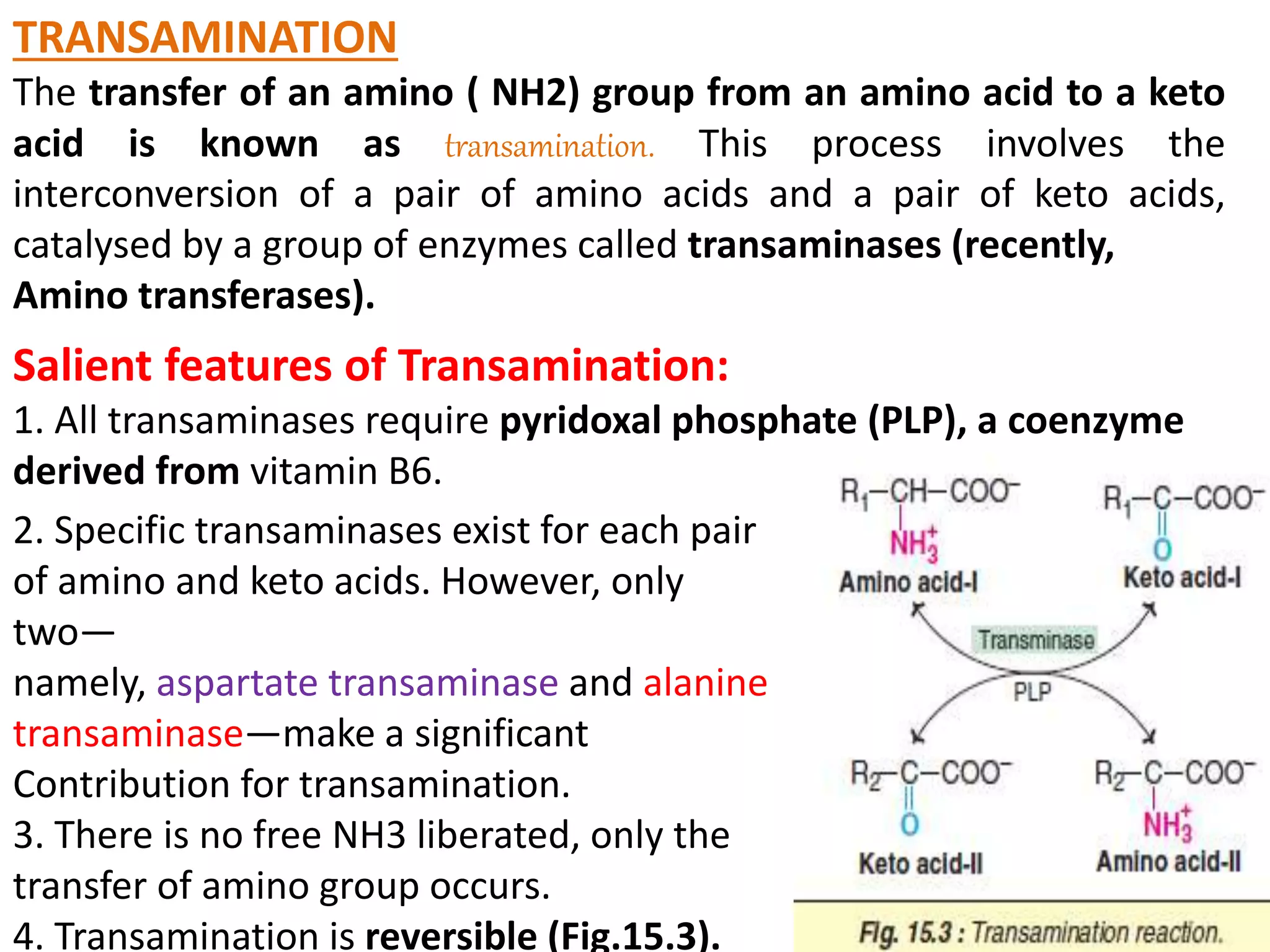 3.TRANSAMINATION.pptx