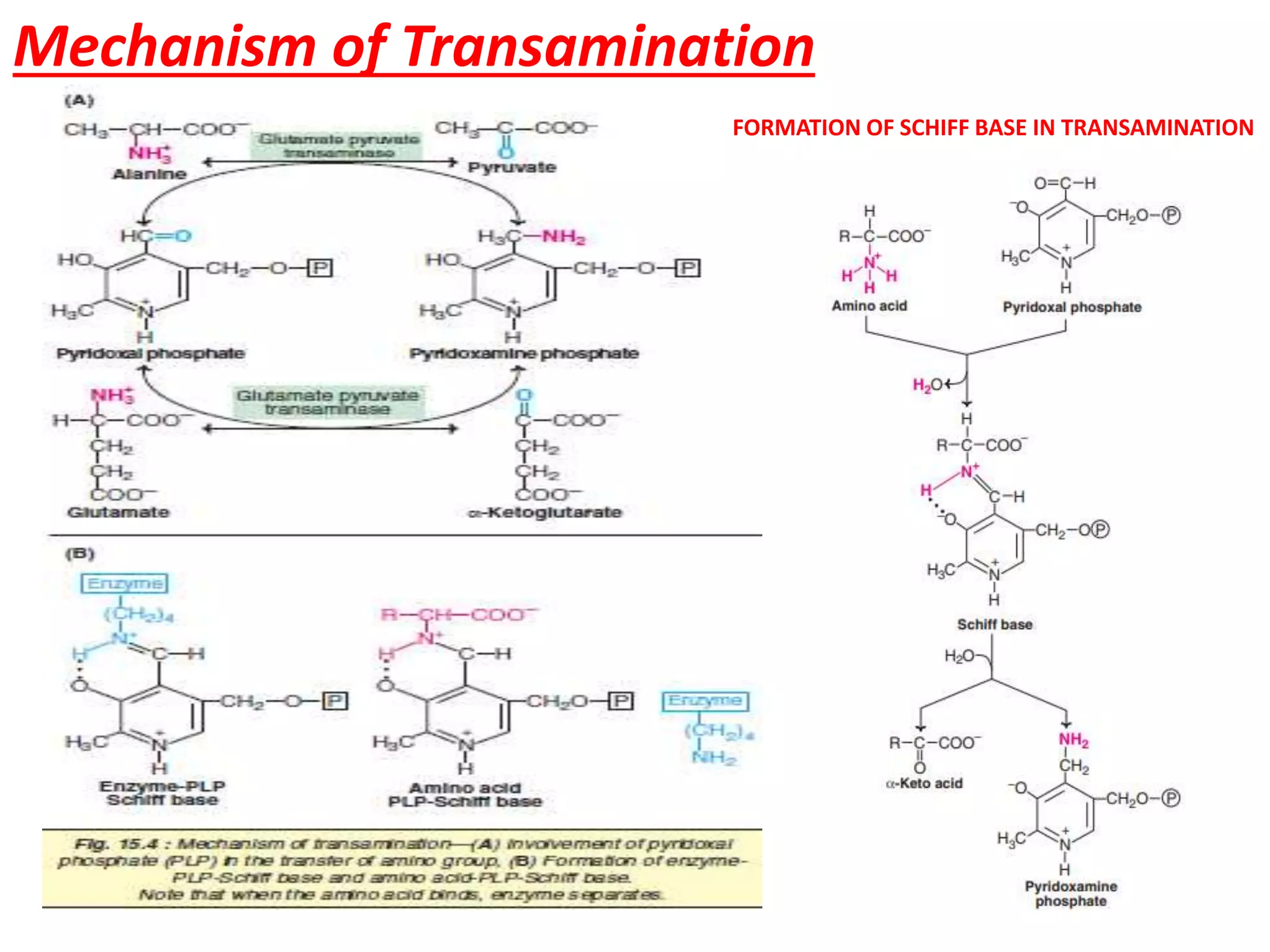 3.TRANSAMINATION.pptx