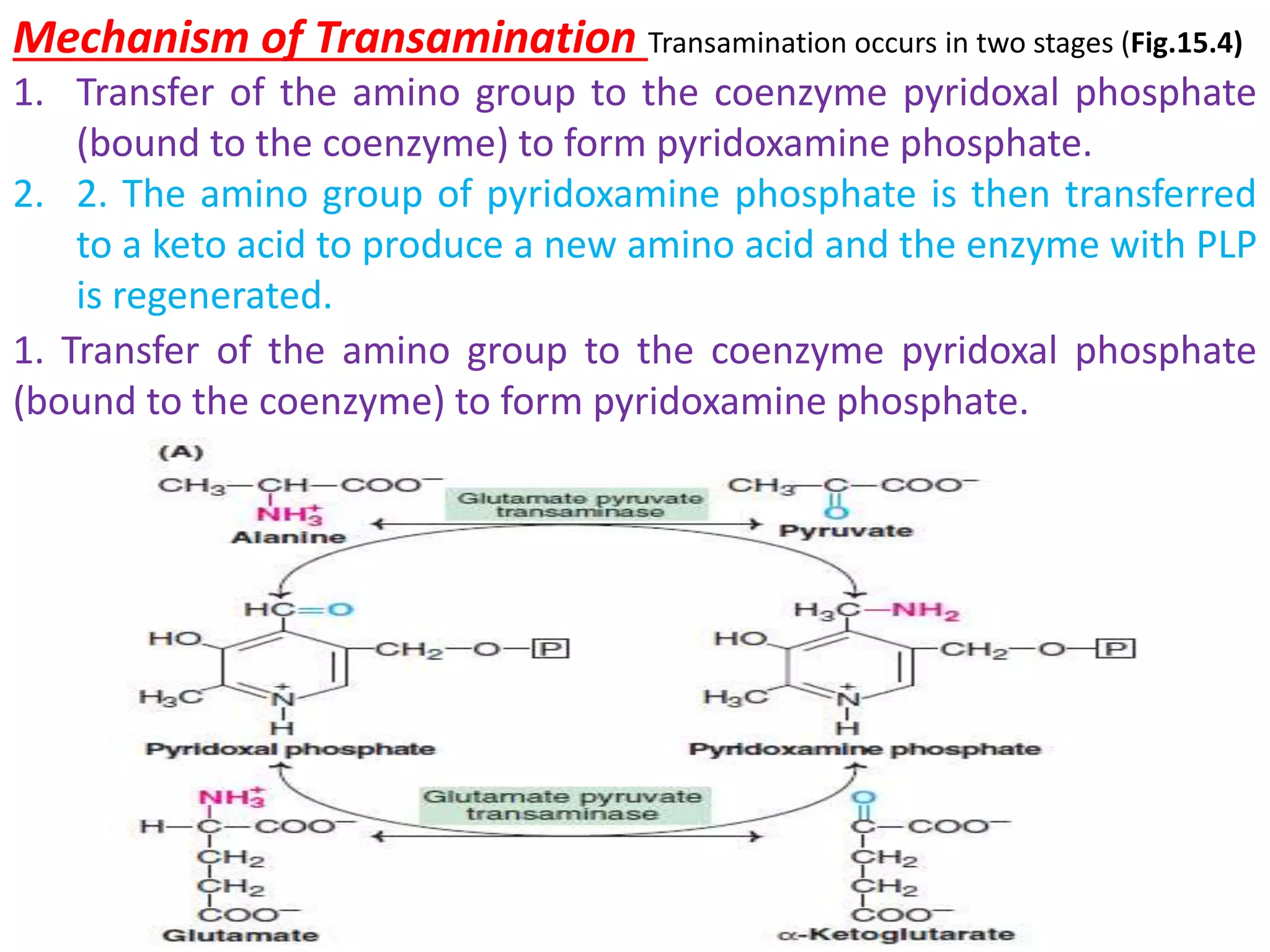 3.TRANSAMINATION.pptx