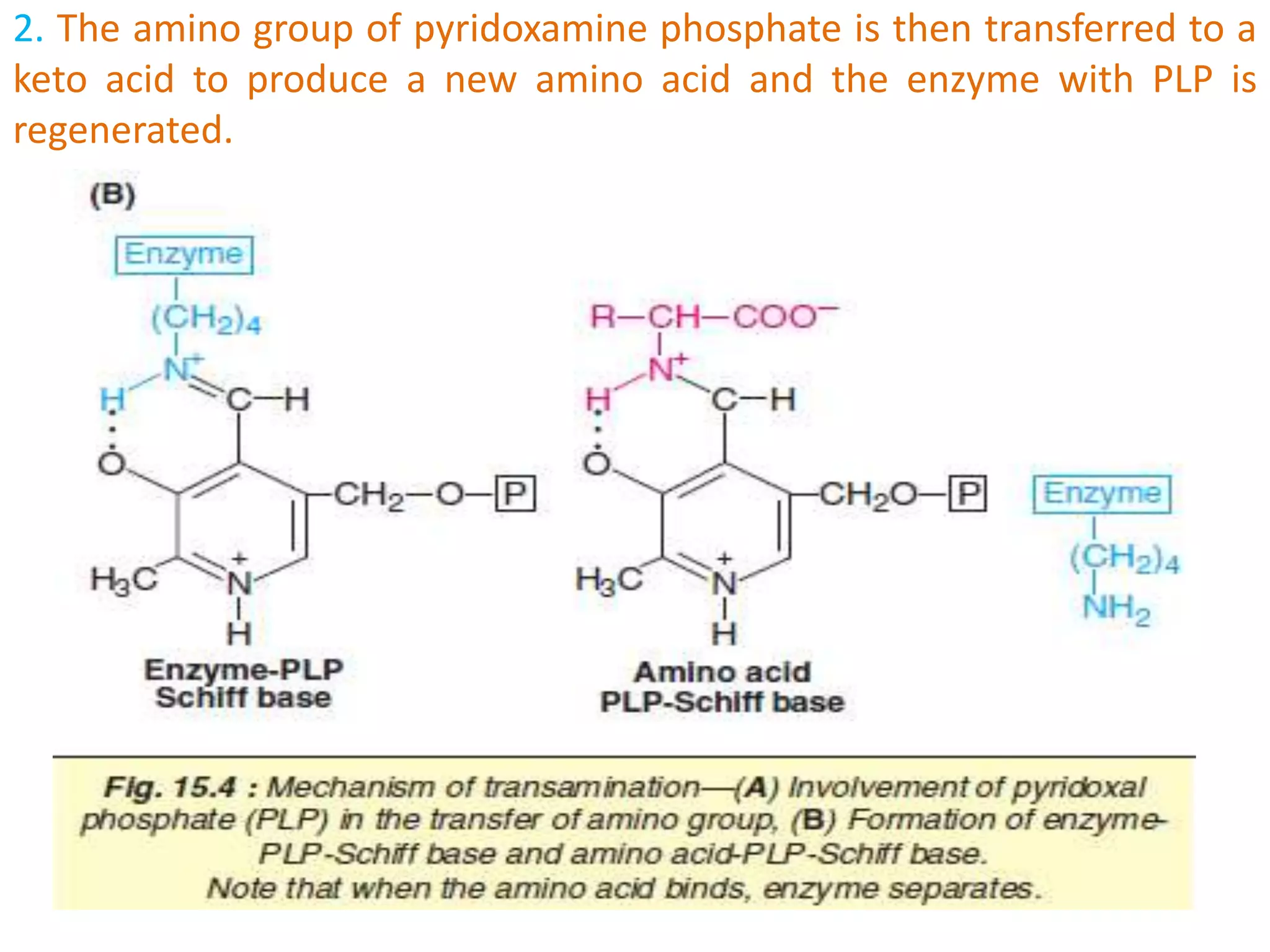 3.TRANSAMINATION.pptx