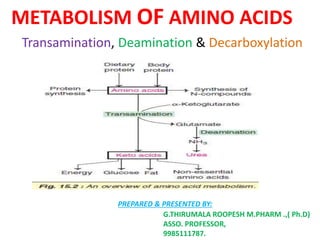 3.TRANSAMINATION.pptx