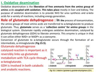 3.TRANSAMINATION.pptx