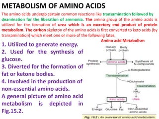 3.TRANSAMINATION.pptx