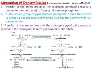 3.TRANSAMINATION.pptx