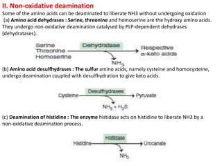 3.TRANSAMINATION.pptx