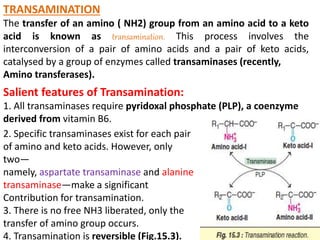 3.TRANSAMINATION.pptx