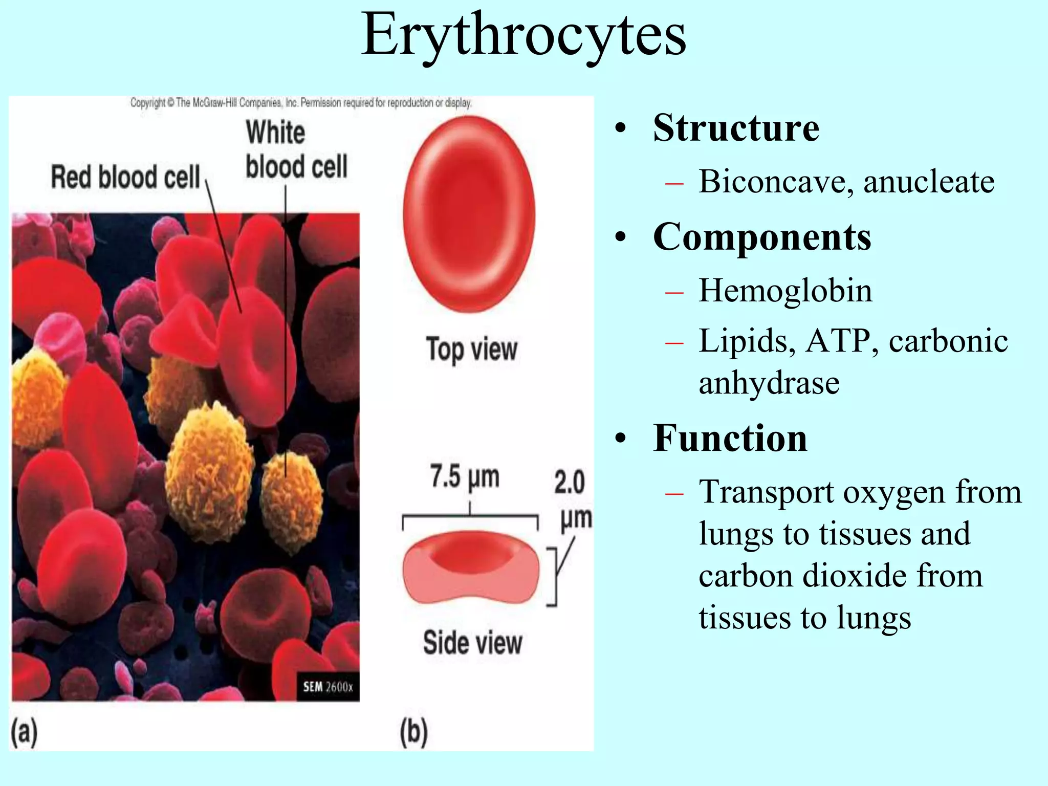 Hematopoietic system-Human Blood,blood grouping,blood clotting | PPT