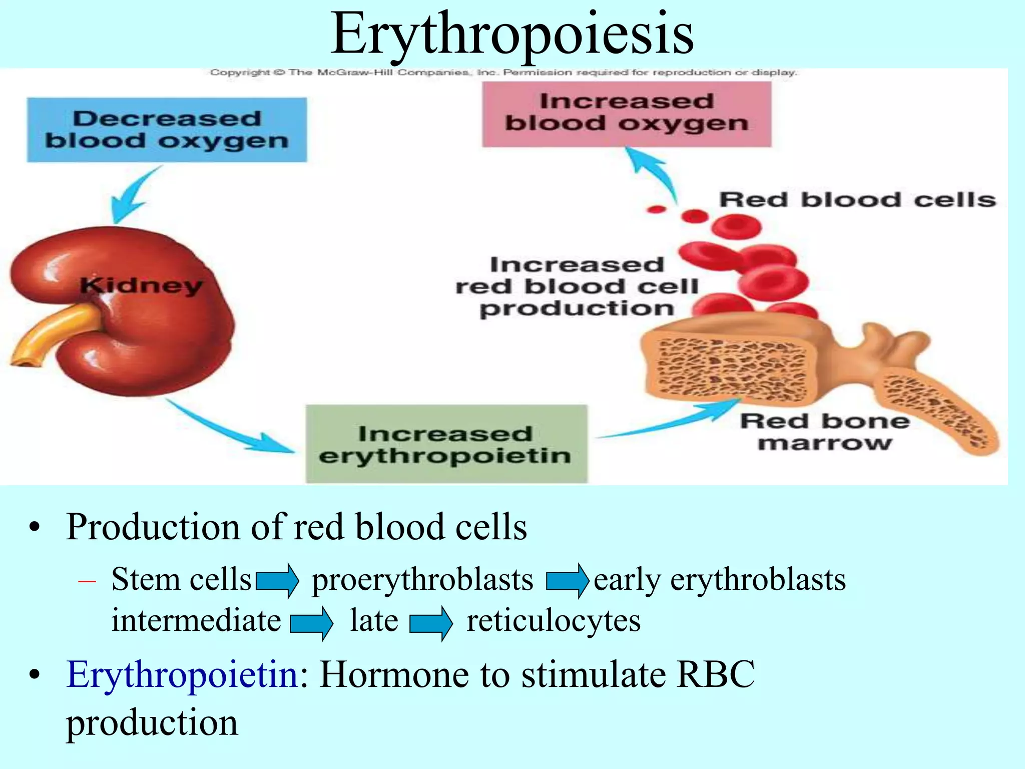 Hematopoietic system-Human Blood,blood grouping,blood clotting | PPT