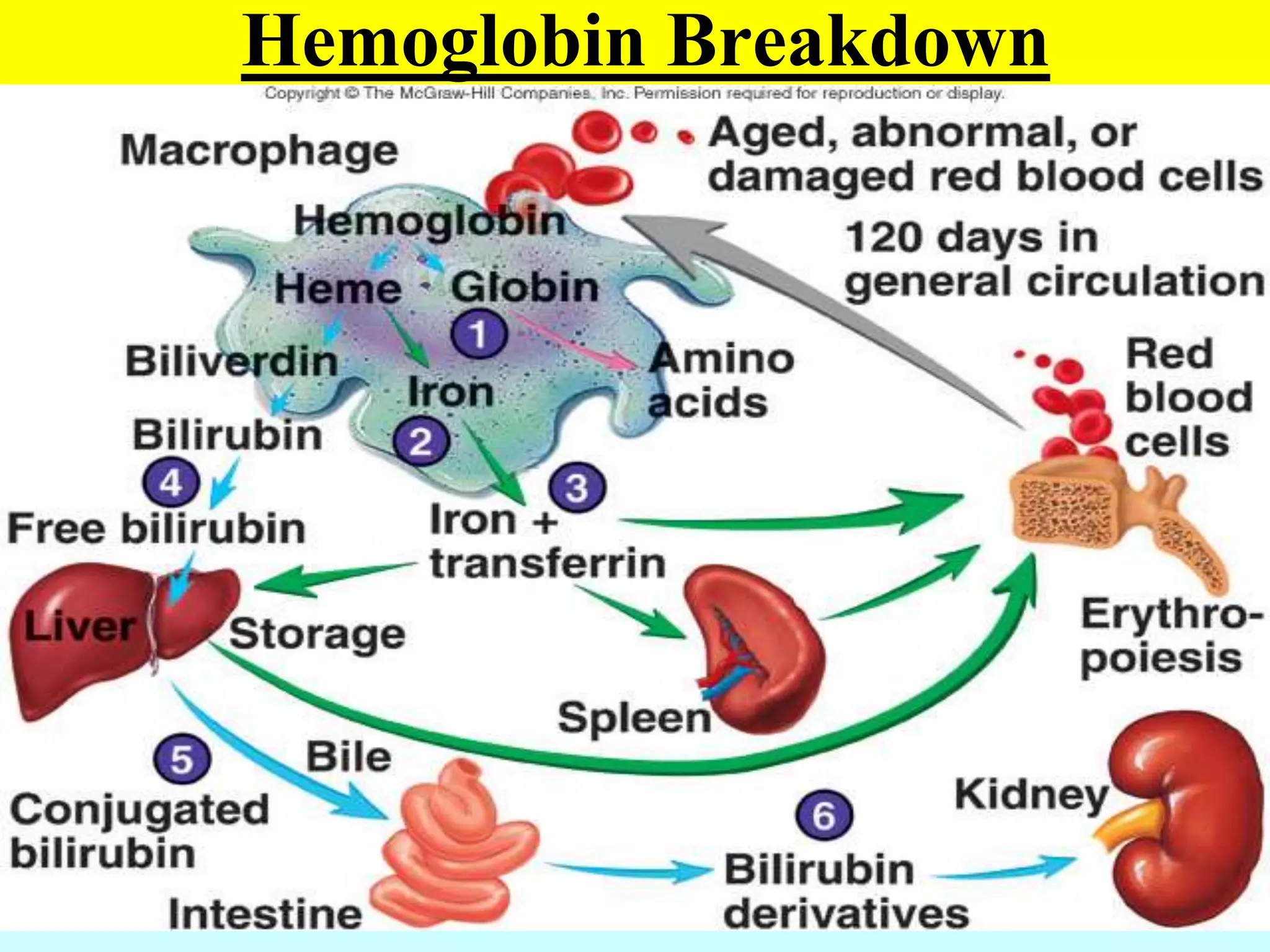 Hematopoietic system-Human Blood,blood grouping,blood clotting | PPT
