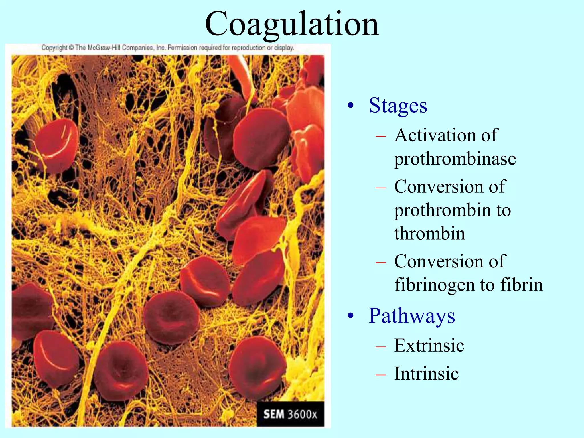 Hematopoietic system-Human Blood,blood grouping,blood clotting | PPT