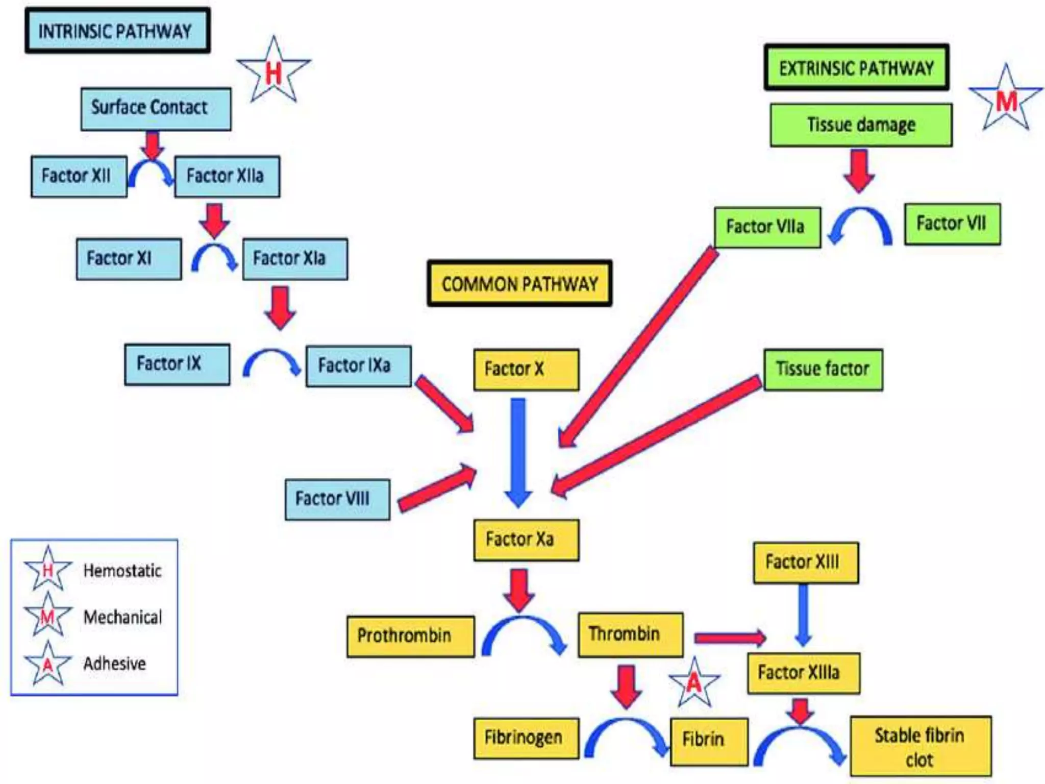 Hematopoietic system-Human Blood,blood grouping,blood clotting | PPT