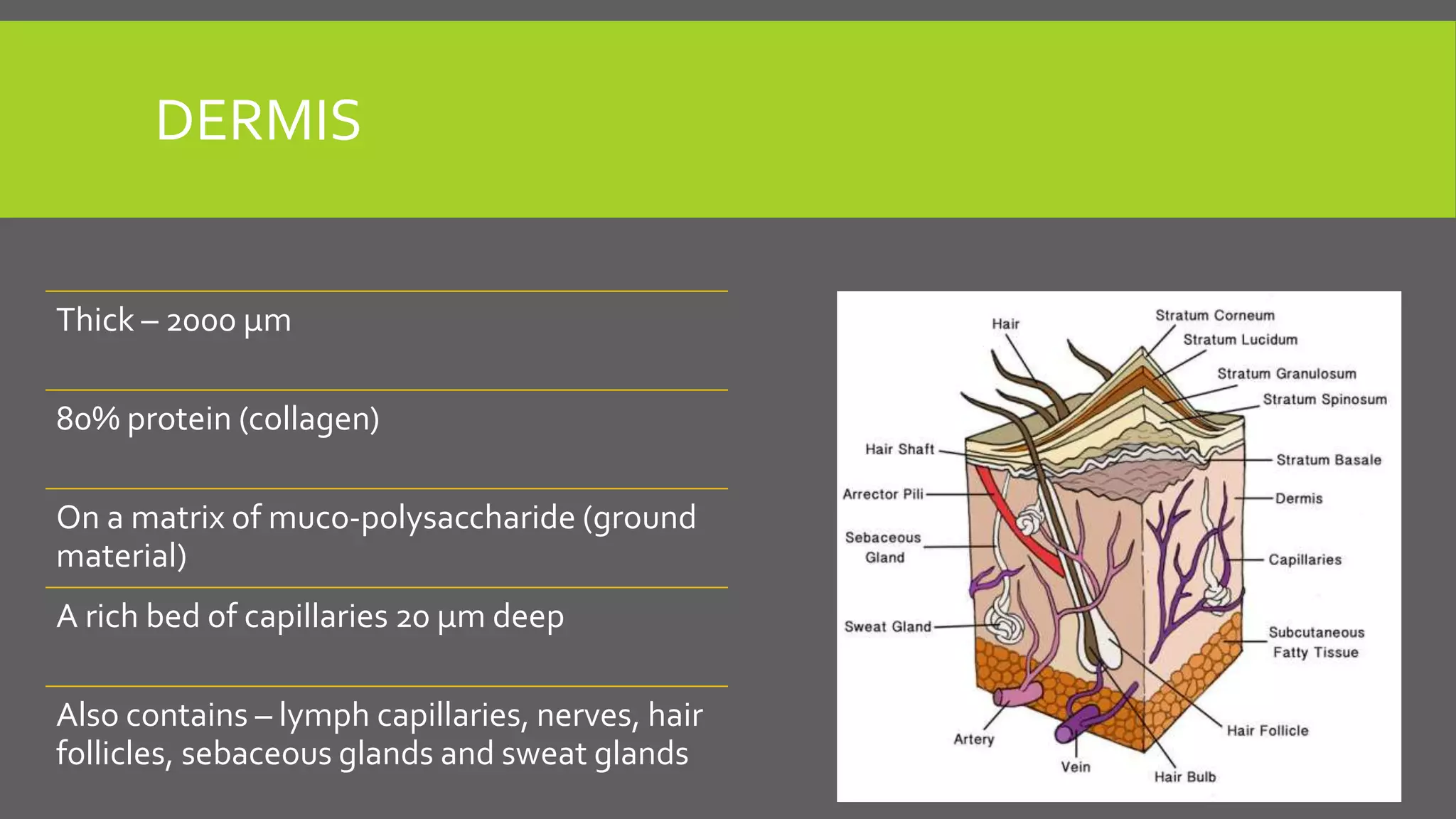 Transdermal drug delivery systems | PPT