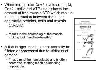 3.1 Postmortem changes - 1.pdf