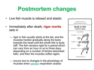 3.1 Postmortem changes - 1.pdf