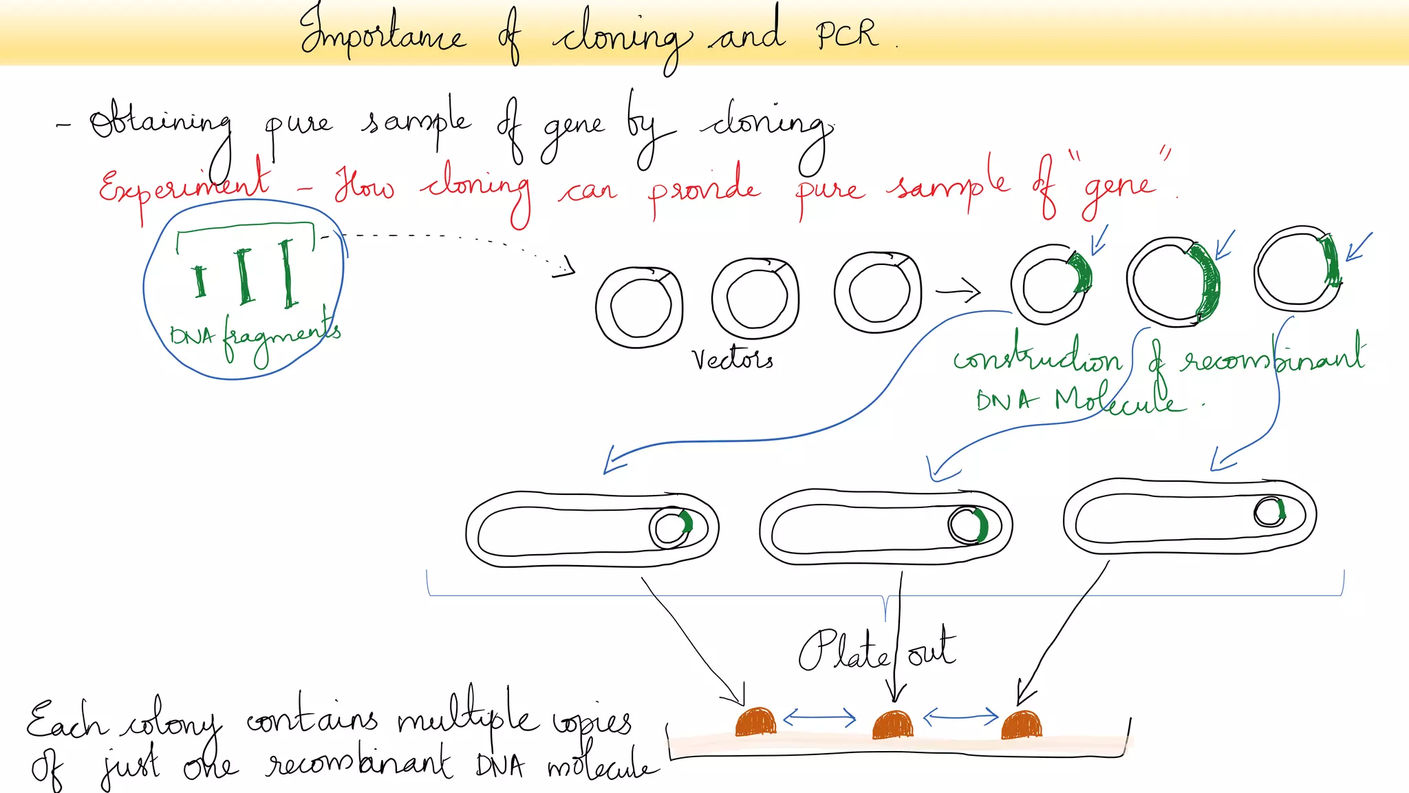 Importance of Cloning and PCR | PDF