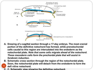 3.1_Third_Week_of_Development[1].pptx | Biological Sciences | Science