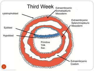 3.1_Third_Week_of_Development[1].pptx | Biological Sciences | Science