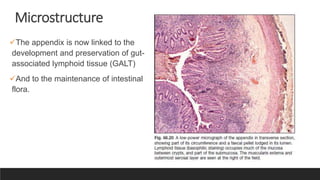 3. Appendix (Anatomy).pptx