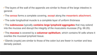 3. Appendix (Anatomy).pptx