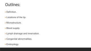 3. Appendix (Anatomy).pptx