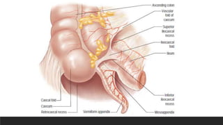 3. Appendix (Anatomy).pptx