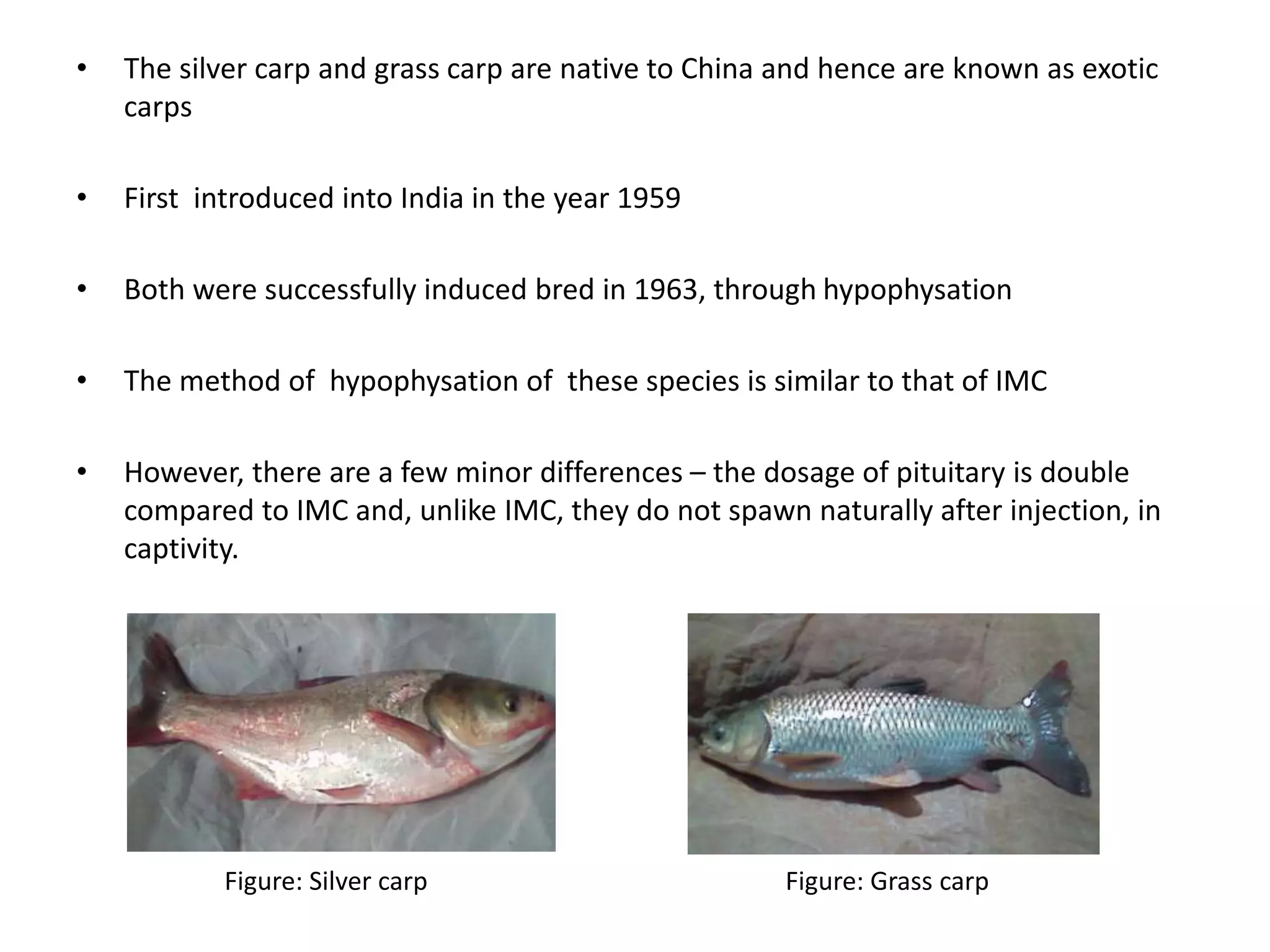 3.7.Induced breeding of exotic carps.ppt