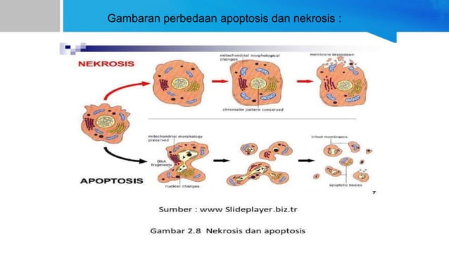 3. Mekanisme Adaptasi Sel.pptx